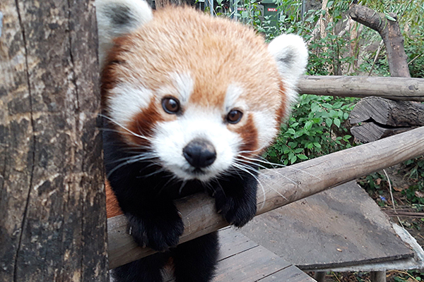 Nagy az öröm a kis pandáknál | Alapítvány a Budapesti Állatkertért